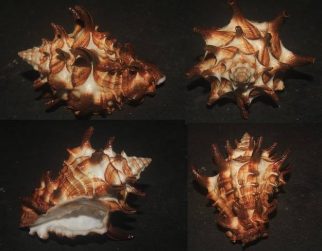 shellauction.net :: Vasum tubiferum - 3670985