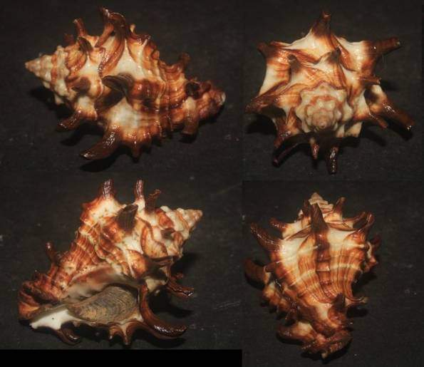 shellauction.net :: Vasum tubiferum - 3670987