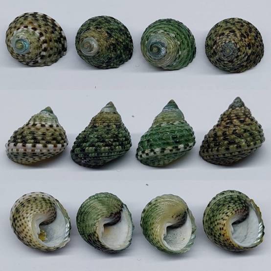 shellauction.net :: Monodonta labio - 3670988