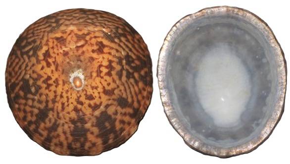 shellauction.net :: Cellano testudinaria - 3670991