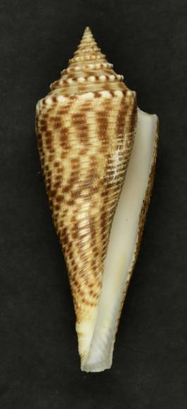 shellauction.net :: Conus orbignyi - 3671005