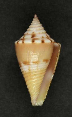 shellauction.net :: Conus articulatus - 3671013