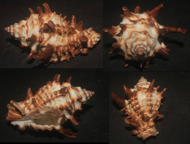 shellauction.net :: Vasum tubiferum - 3671019