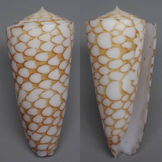 shellauction.net :: Conus nobilis - 3671148