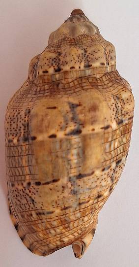 shellauction.net :: Voluta musica - 3671291