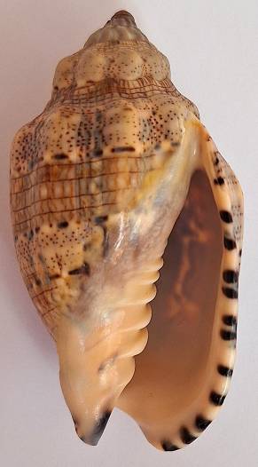 shellauction.net :: Voluta musica - 3671291