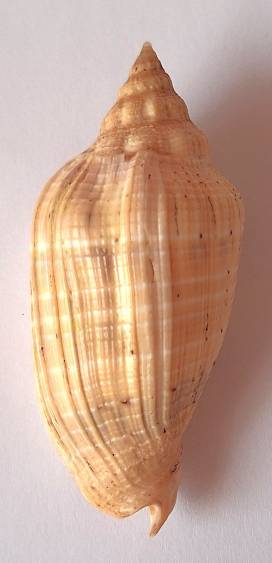 shellauction.net :: Voluta virescens - 3671415