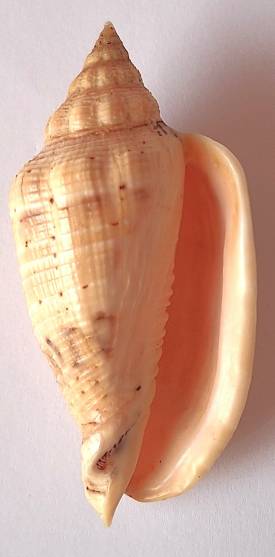 shellauction.net :: Voluta virescens - 3671415