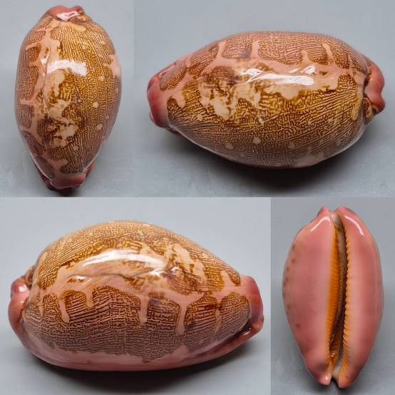 shellauction.net :: Leporicypraea mappa f. panerythra - 3671565