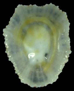 shellauction.net :: Patella intermedia - 3671592