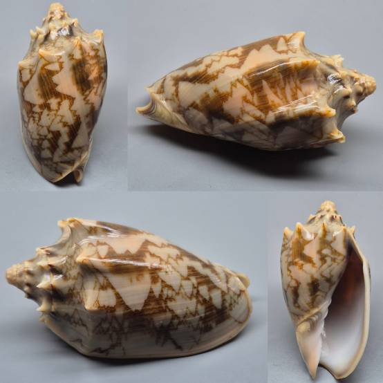 shellauction.net :: Cymbiola vespertilio - 3671817