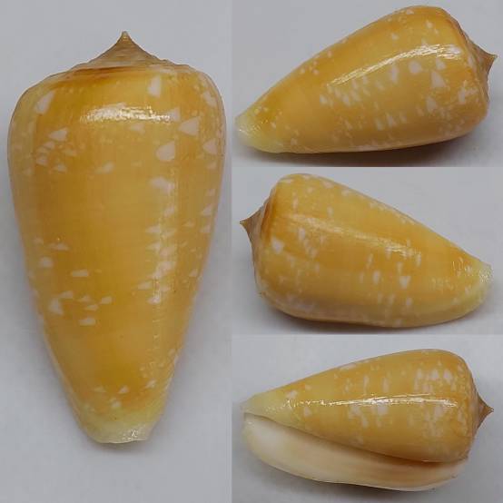 shellauction.net :: Conus wittigi - 3671951