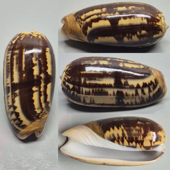 shellauction.net :: Oliva miniacea - 3672066