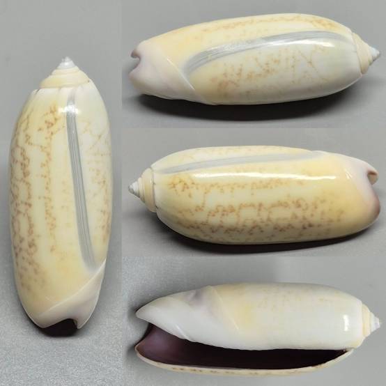 shellauction.net :: Oliva ornata - 3672116