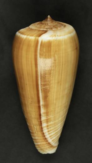 shellauction.net :: Conus radiatus - 3672128