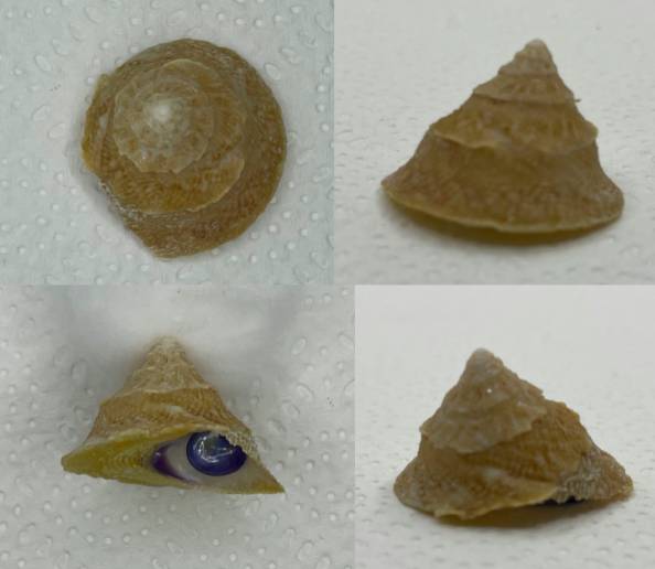 shellauction.net :: Astralium tentorium - 3672203