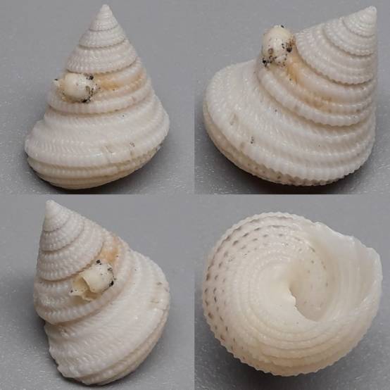 shellauction.net :: Tectus sp. - 3672294