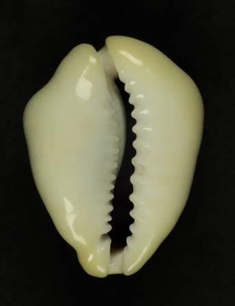 shellauction.net :: Cypraea moneta icterina - 3672394