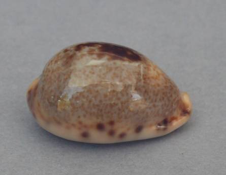 shellauction.net :: Erronea pallida - 3672411