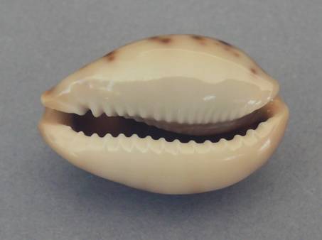 shellauction.net :: Erronea pallida - 3672411