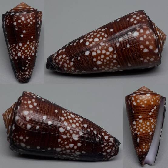shellauction.net :: Conus nobilis victor - 3672415