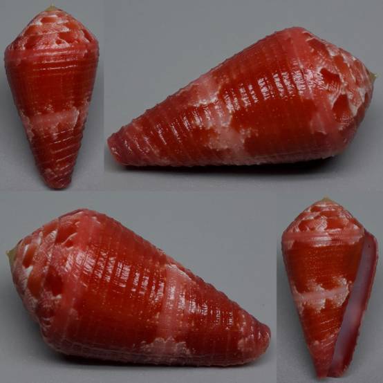 shellauction.net :: Conus pertusus - 3672425