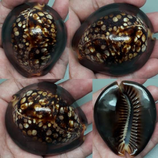 shellauction.net :: Mauritia mauritiana - 3672447