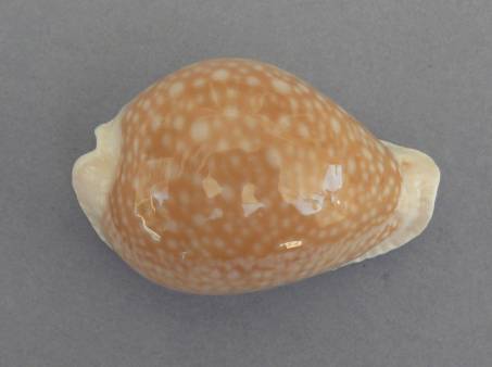 shellauction.net :: Naria miliaris magistra - 3672587