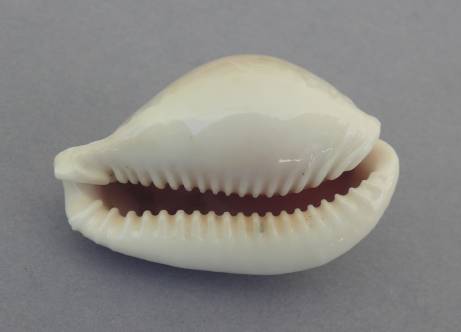 shellauction.net :: Naria miliaris magistra - 3672587