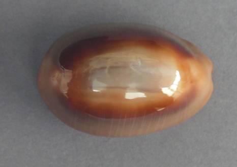 shellauction.net :: Lyncina ventriculus - 3672590