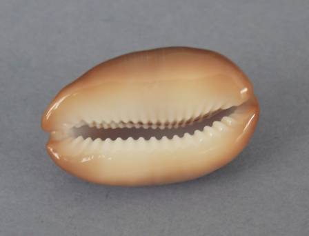 shellauction.net :: Lyncina ventriculus - 3672590