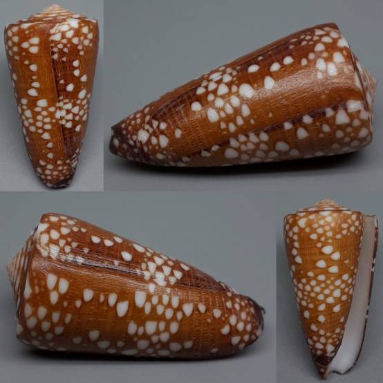 shellauction.net :: Conus nobilis victor - 3672595
