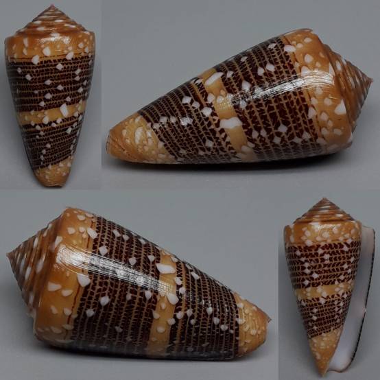 shellauction.net :: Conus nobilis victor - 3672599