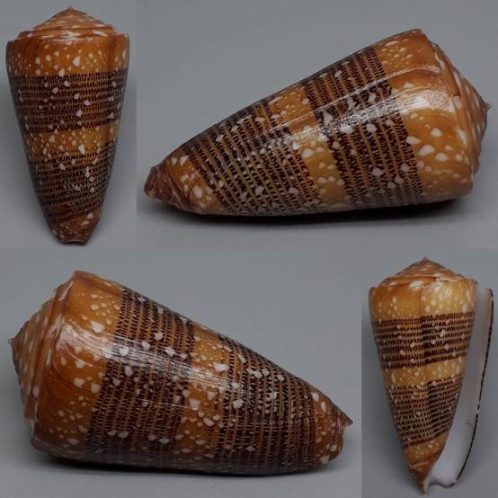 shellauction.net :: Conus nobilis victor - 3672601