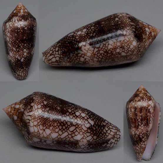 shellauction.net :: Conus canonicus - 3672610