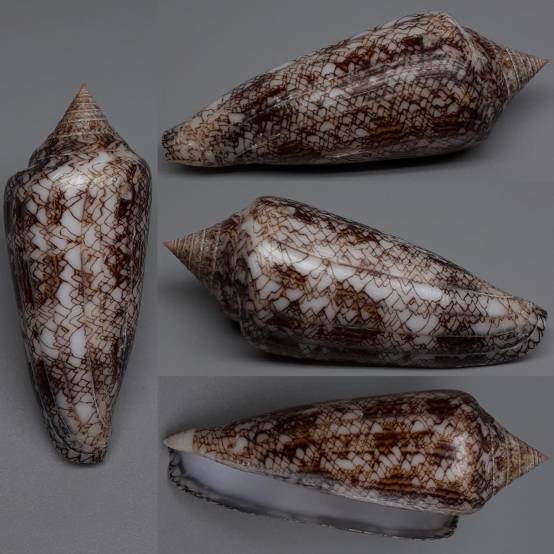 shellauction.net :: Conus gloriamaris - 3672635