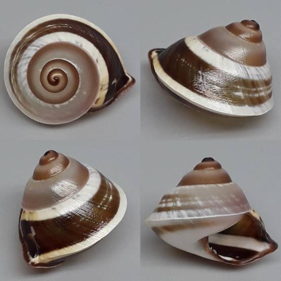 shellauction.net :: Rhynchotrochus sp. - 3672708