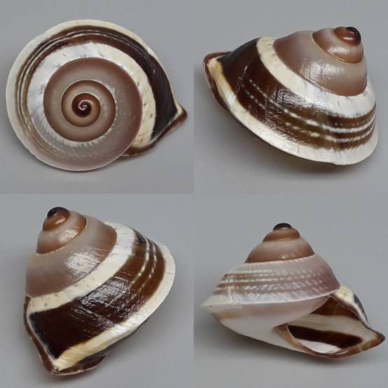 shellauction.net :: Rhynchotrochus sp. - 3672711