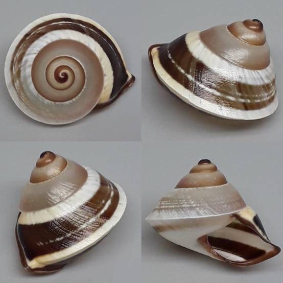 shellauction.net :: Rhynchotrochus sp. - 3672713