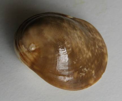 shellauction.net :: Velates perversus - 3672772