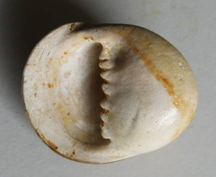 shellauction.net :: Velates perversus - 3672772