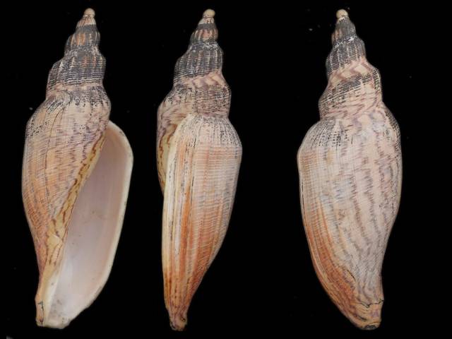 shellauction.net :: Fulgonaria hamillei - 3672851