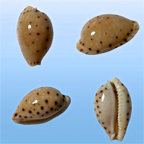 shellauction.net :: Naria beckii - 3672892