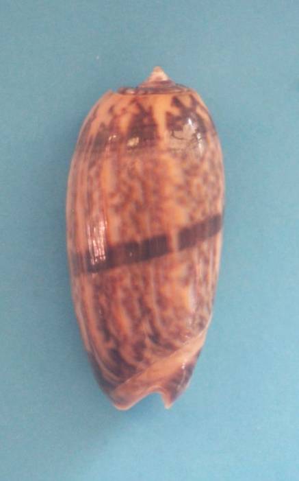 shellauction.net :: Oliva miniacea saturata - 3672972