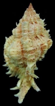 shellauction.net :: Chicomurex problematicus - 3672974