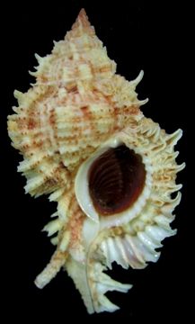 shellauction.net :: Chicomurex problematicus - 3672974