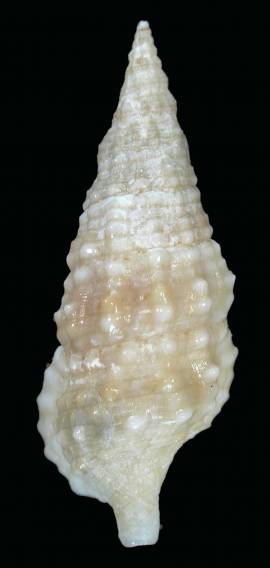 shellauction.net :: Cerithium lissum - 3673005