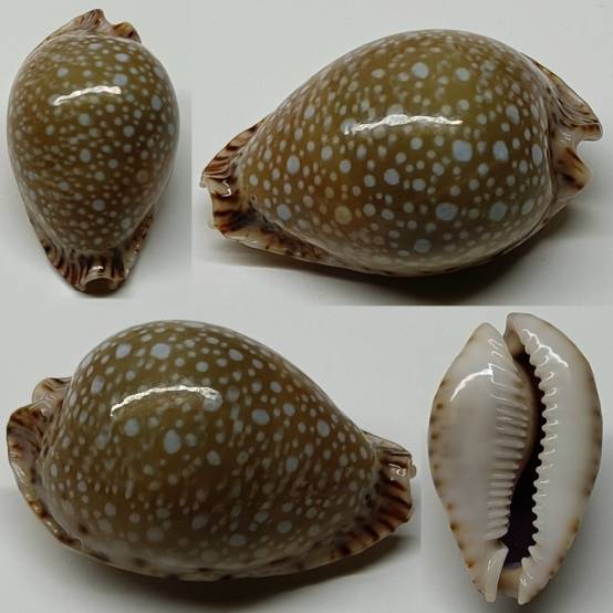 Shellauction Net Naria Lamarckii 3673017