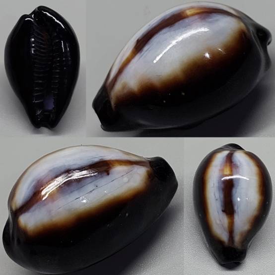 shellauction.net :: Erronea onyx - 3673075