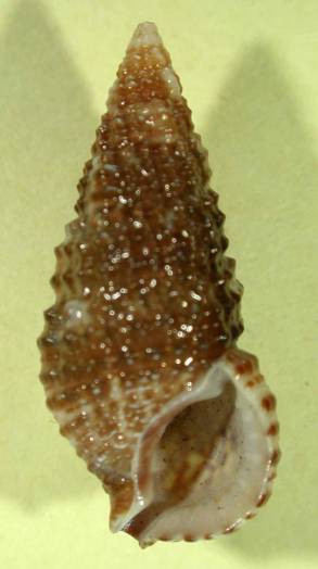 shellauction.net :: Cerithium lissum - 3673093